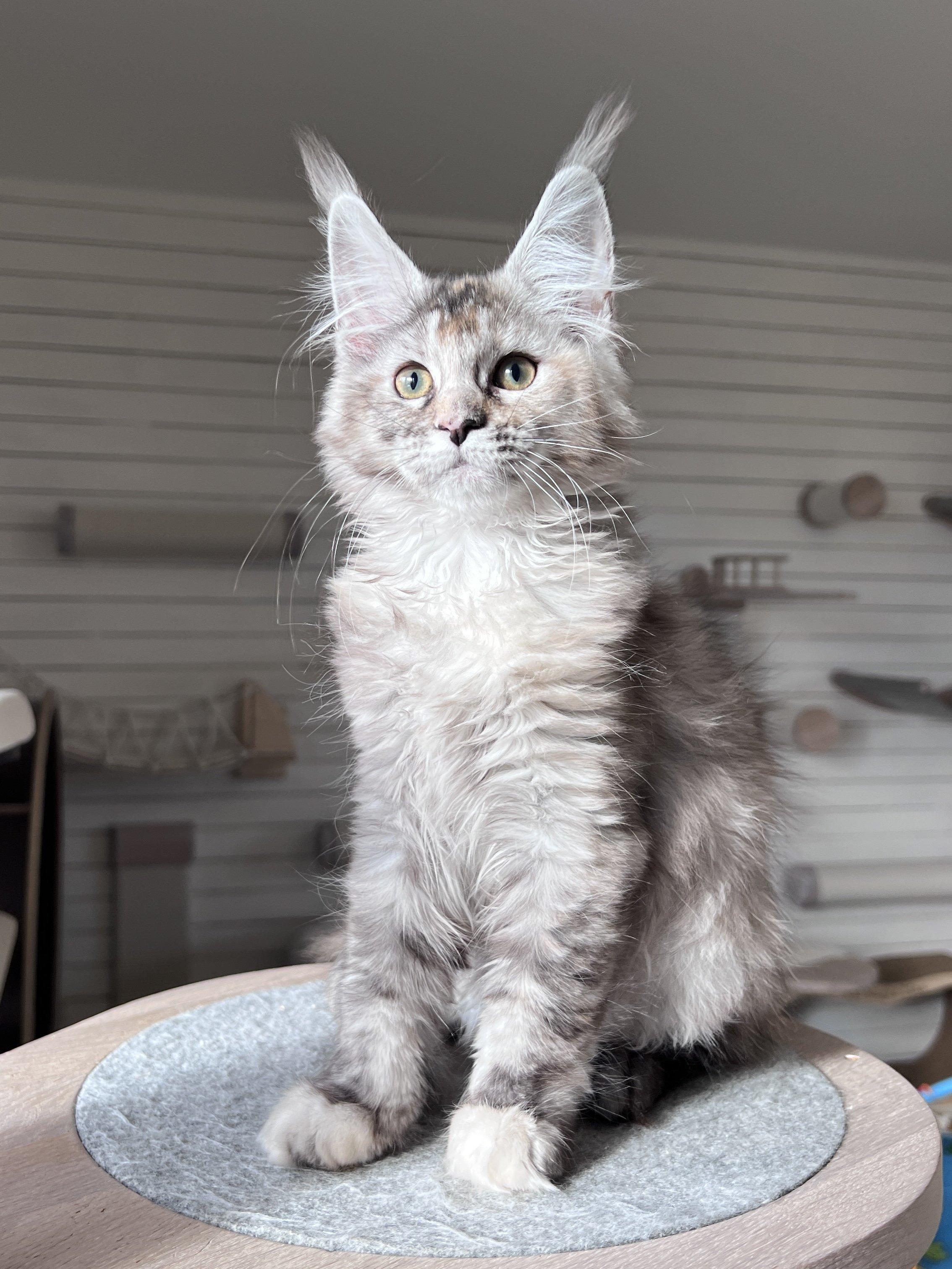 Buy kitten mainecoon из питомника in town Moscow. Цвет . Id 6277